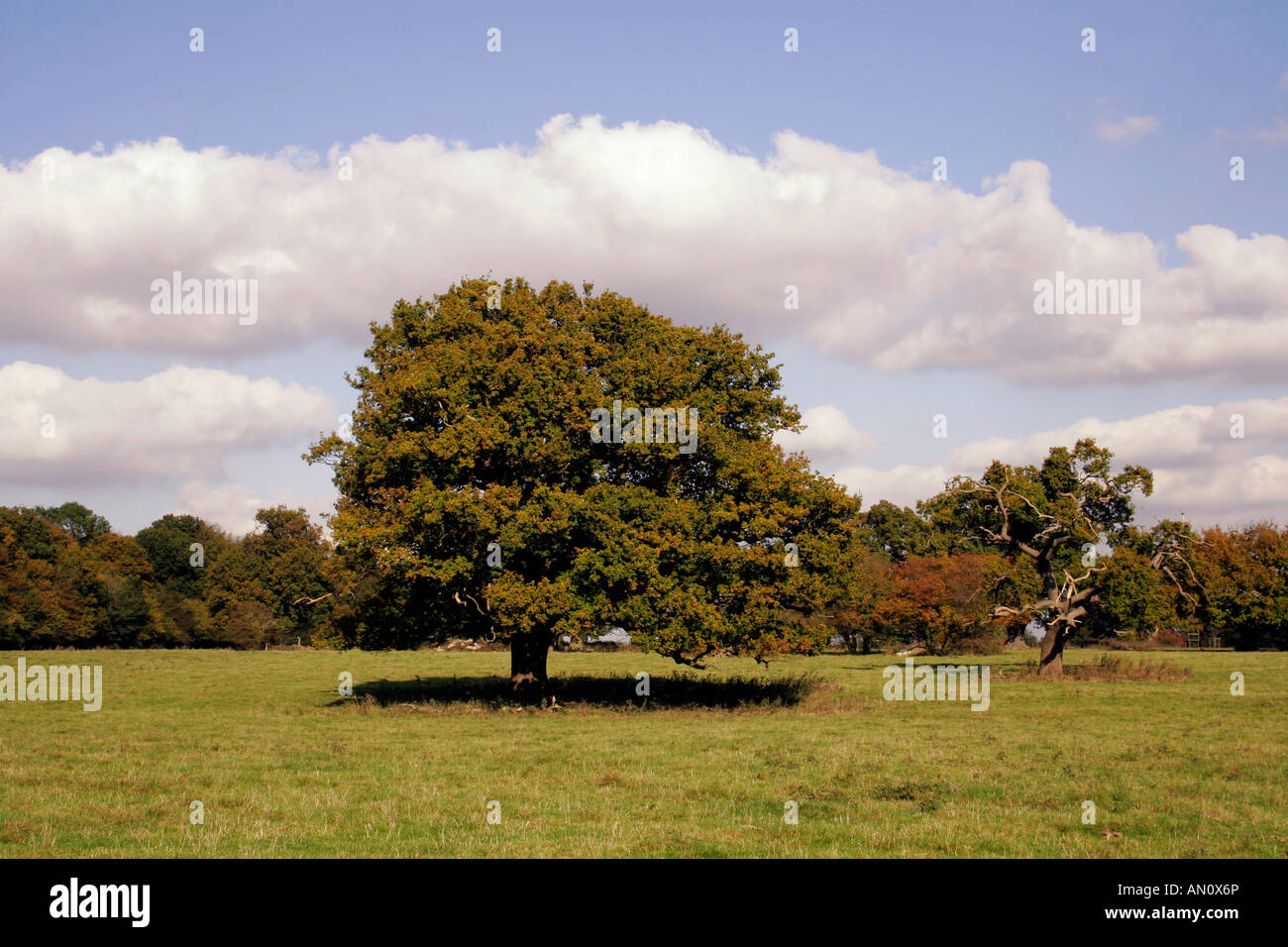 English oak tree in hi-res stock photography and images - Alamy