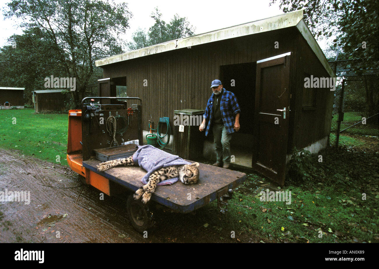 Wassenaar Wildlife Breeding Centre cheetah Reza with her caretaker ...