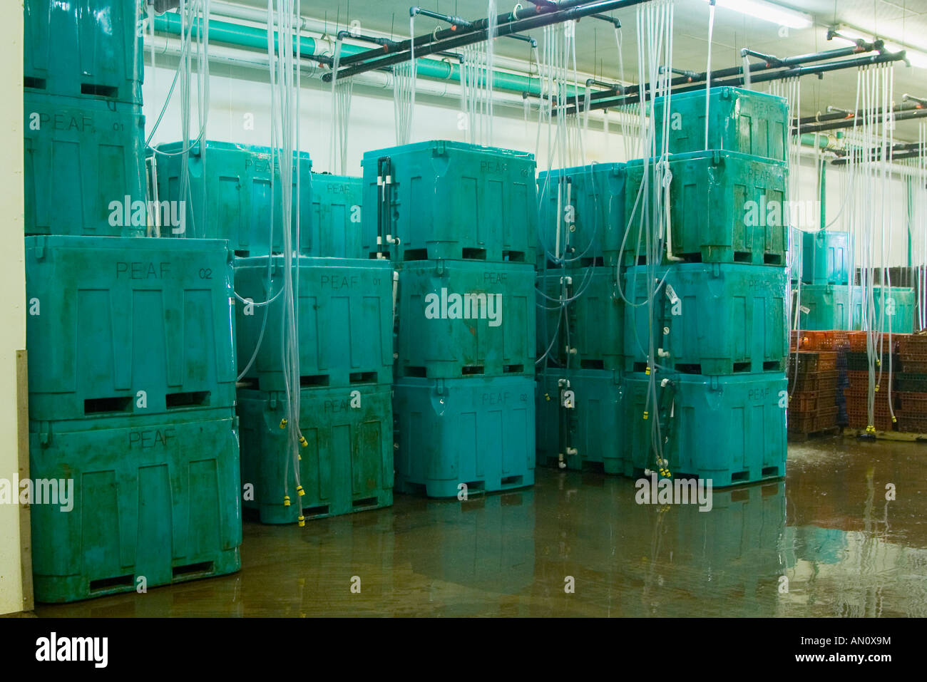 Holding tanks at a shellfish processing plant Prince Edward Island ...