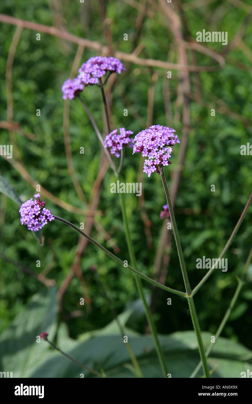 Brazilian Verbena or Purpletop Vervain, Verbena bonariensis ...