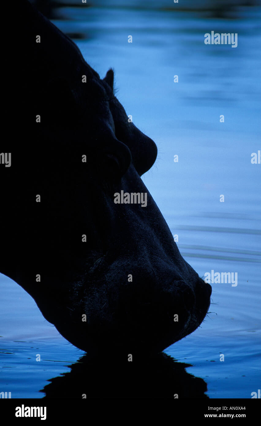 A Hippo drinking from a pool at the Mlilwane Wildlife Sanctuary Stock ...