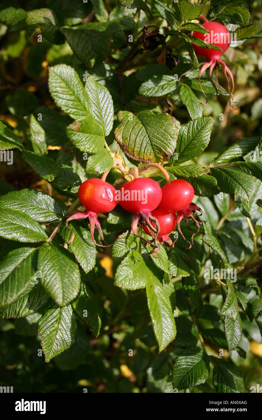 THE HIPS OF ROSA SCABROSA IN AUTUMN Stock Photo - Alamy