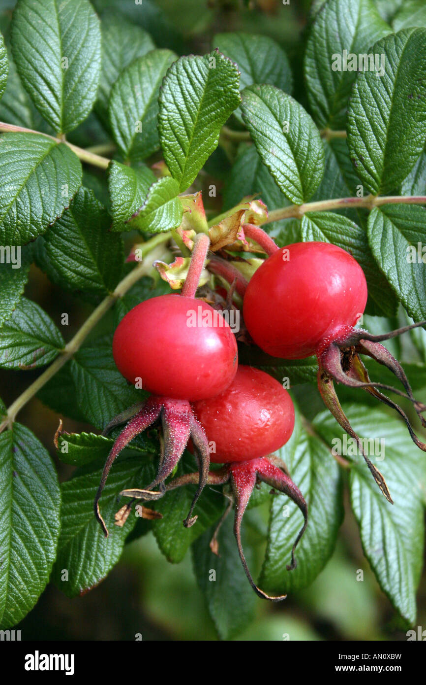 Rose scabrosa hi-res stock photography and images - Alamy