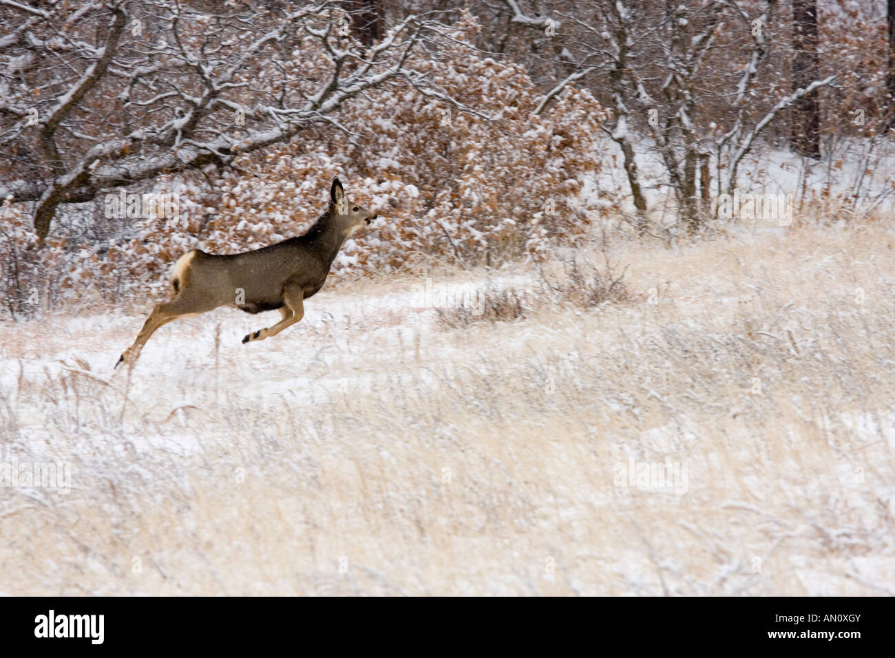 Young doe deer leaps through falling snowflakes on a cold Colorado ...