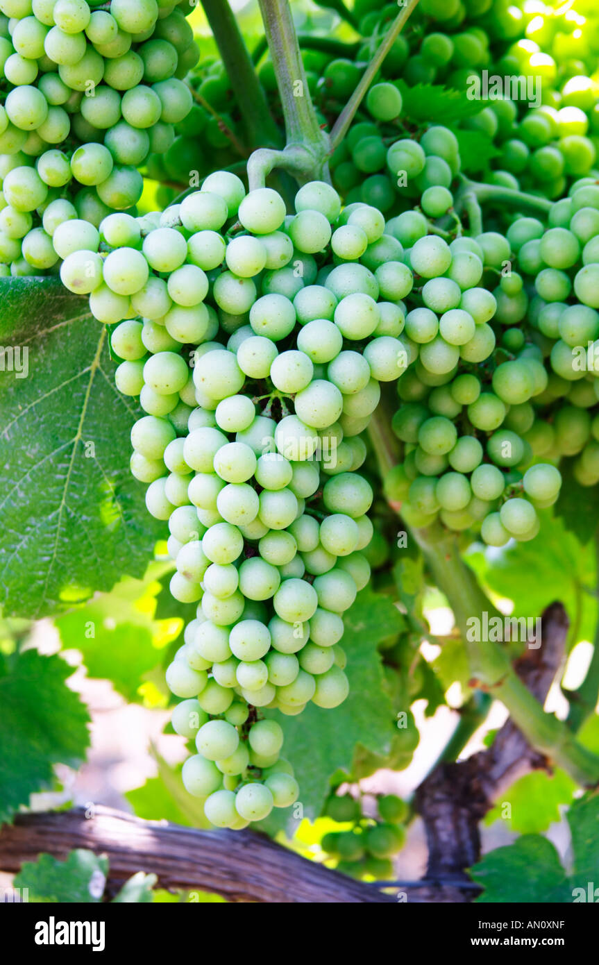 Big grape bunch. Muscat grape variety. Kantina Miqesia or Medaur winery ...