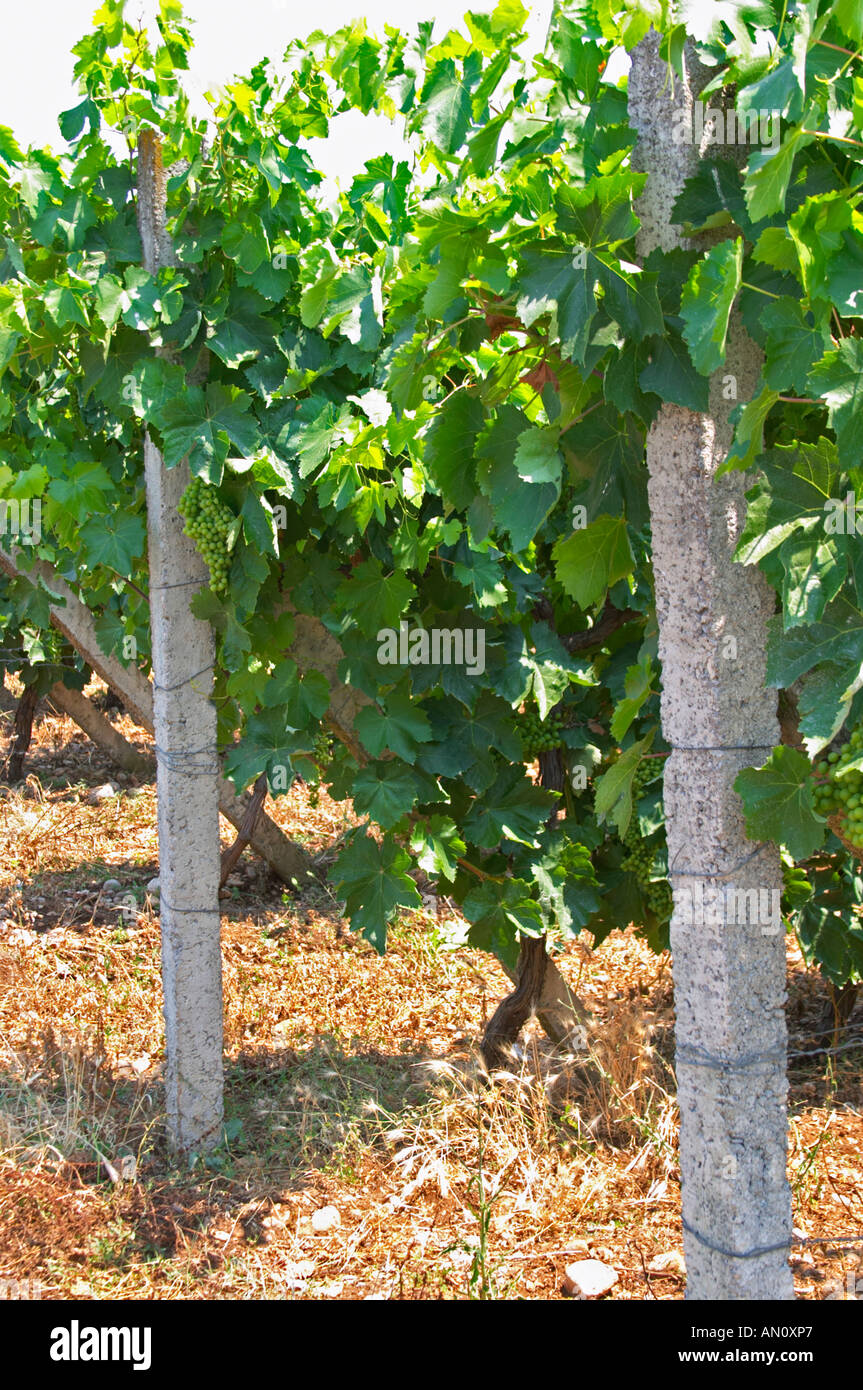 Vines trained high on wires supported by concrete pillars poles, with ...