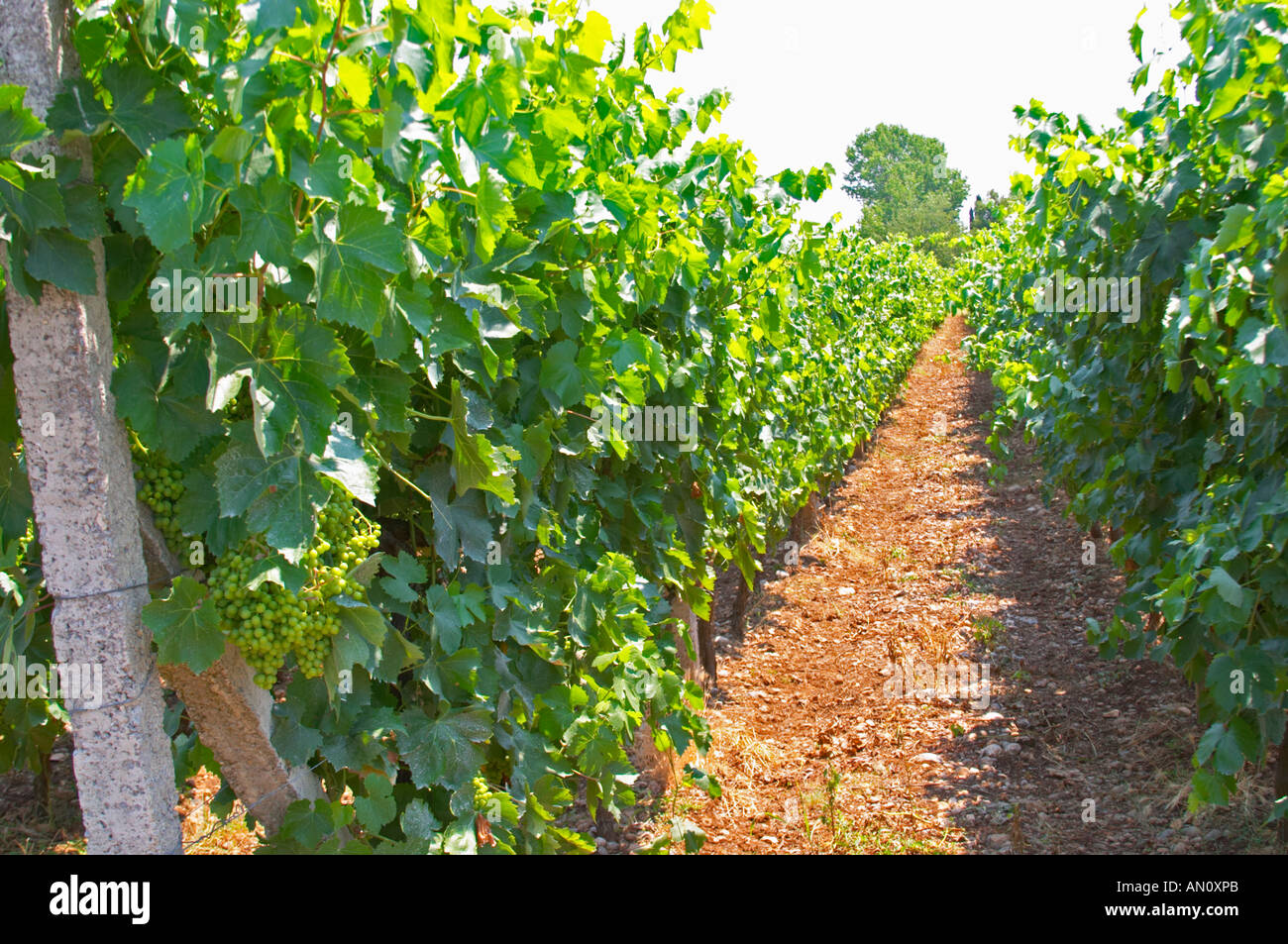 Rows of vines. Vines trained high on wires supported by concrete ...