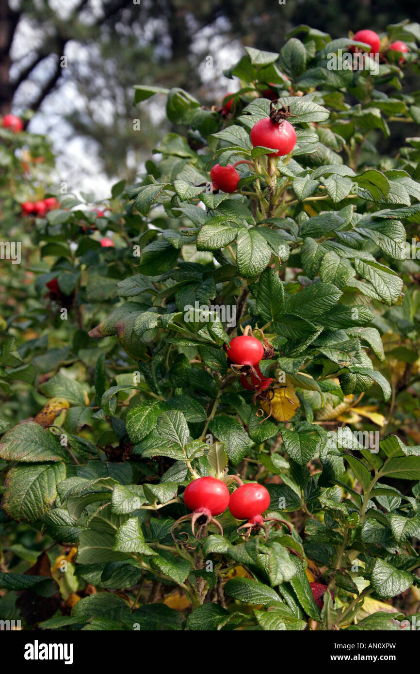 THE HIPS OF ROSA SCABROSA IN AUTUMN Stock Photo - Alamy