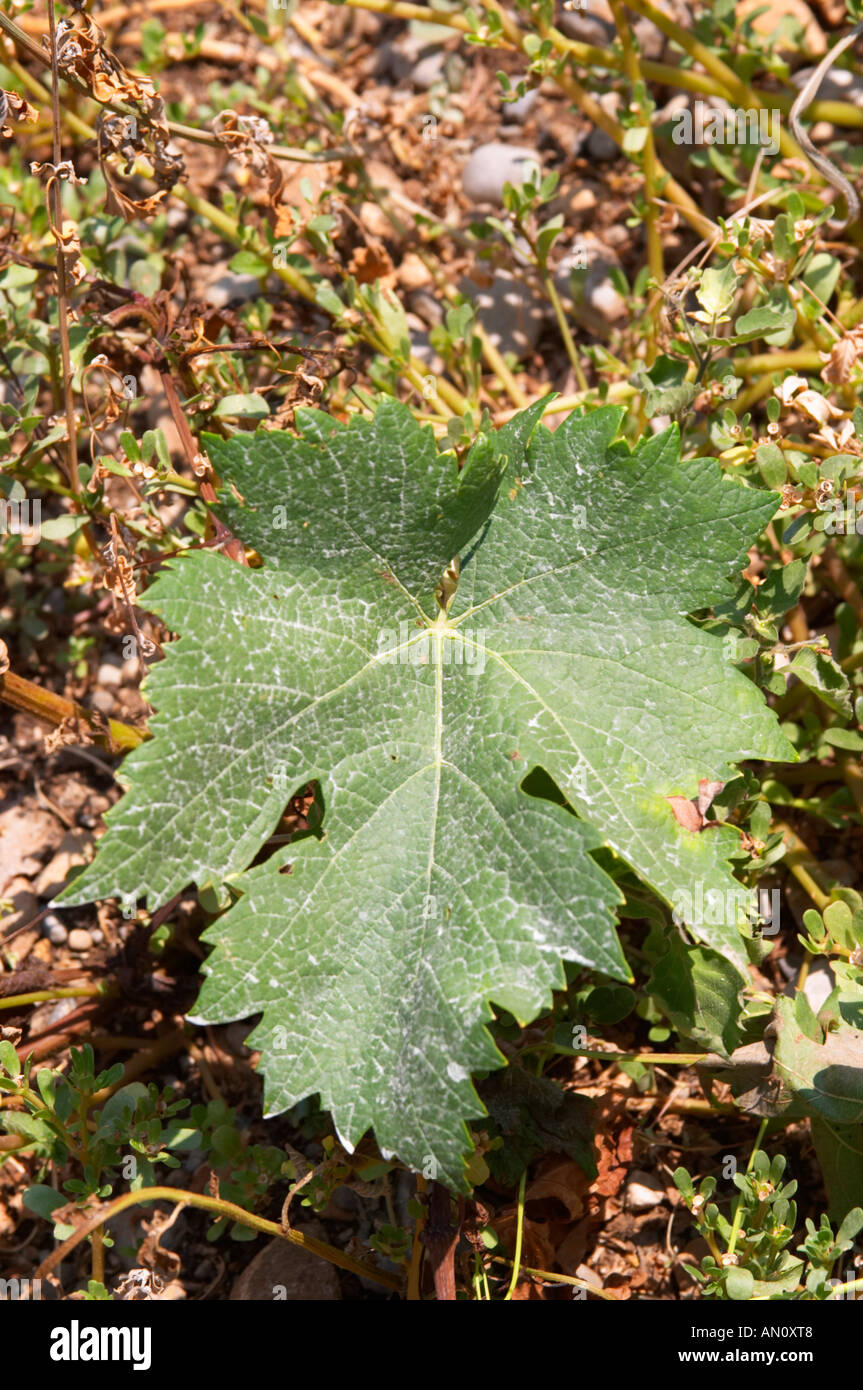 Vine leaf. Tempranillo grape variety. Kantina Miqesia or Medaur winery ...