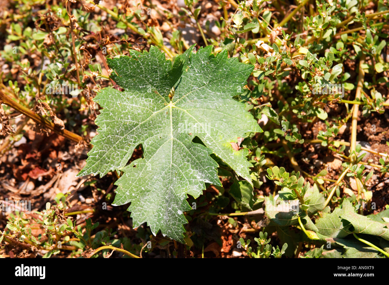 Vine leaf tempranillo grape variety hi-res stock photography and images ...