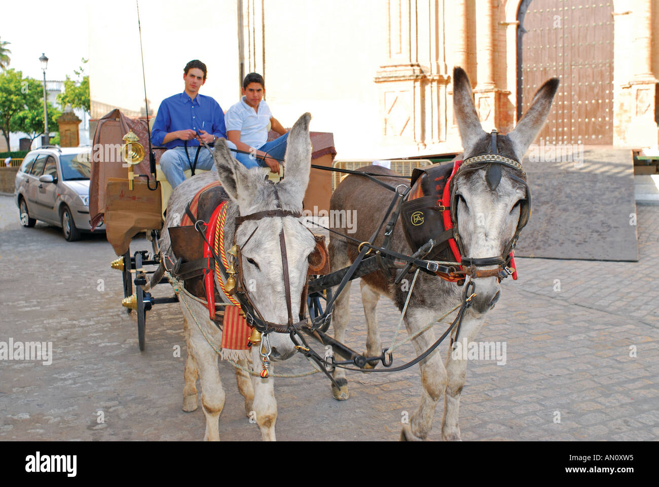 Andalusian donkey hi-res stock photography and images - Alamy