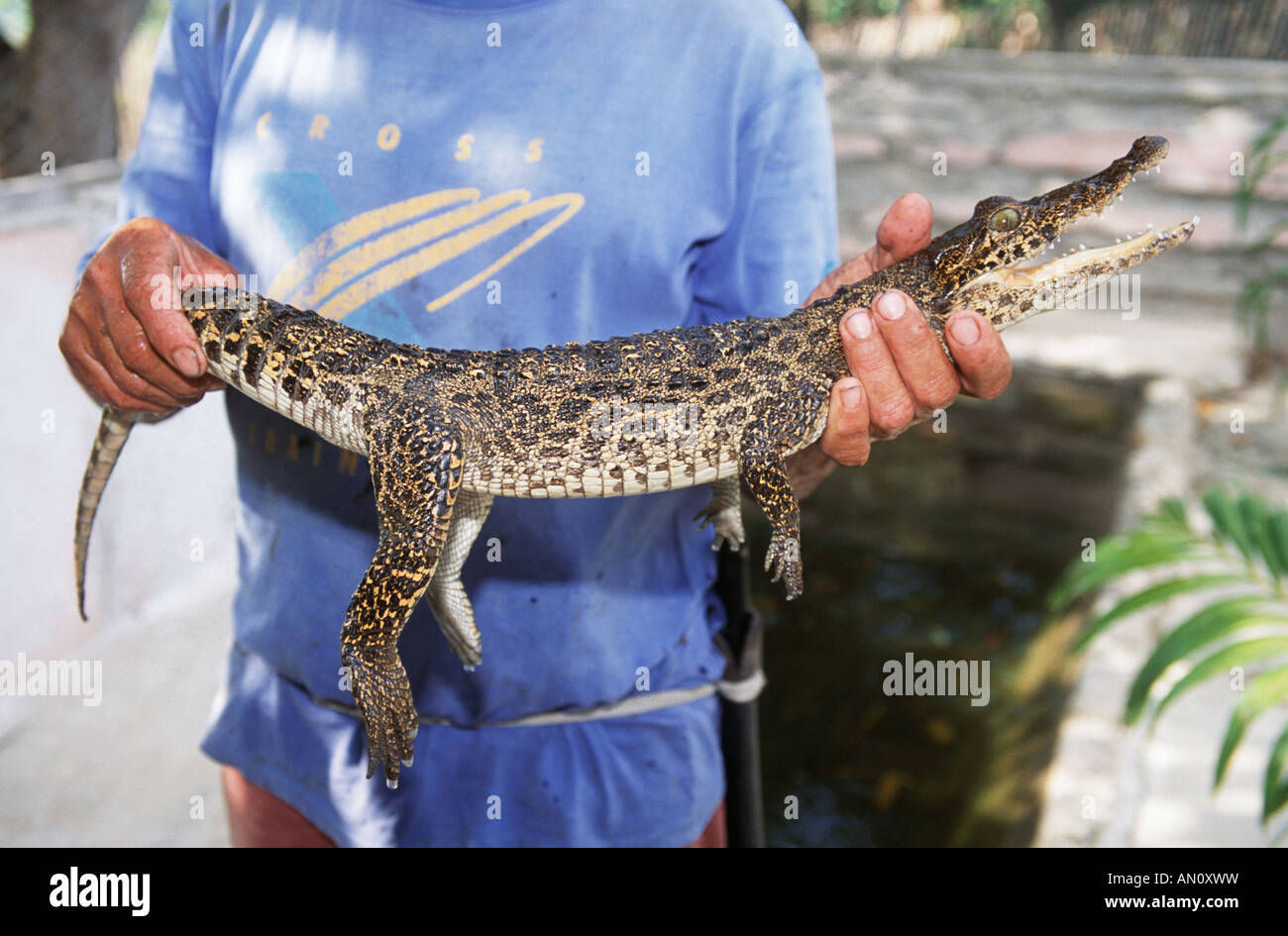 Man holding a small crocodile taken from his home aquarium near Jibacoa ...