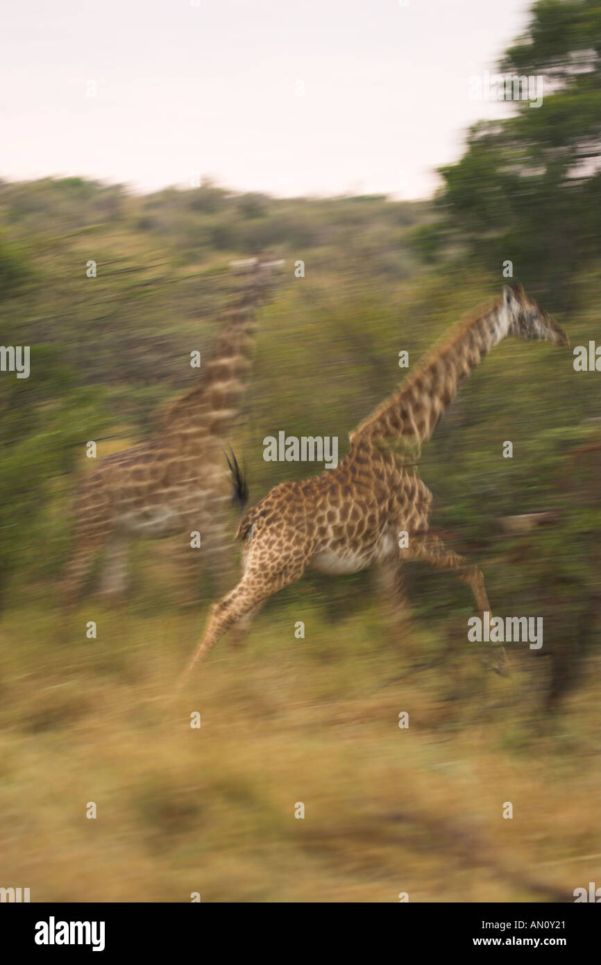 Giraffe gallop hi-res stock photography and images - Alamy