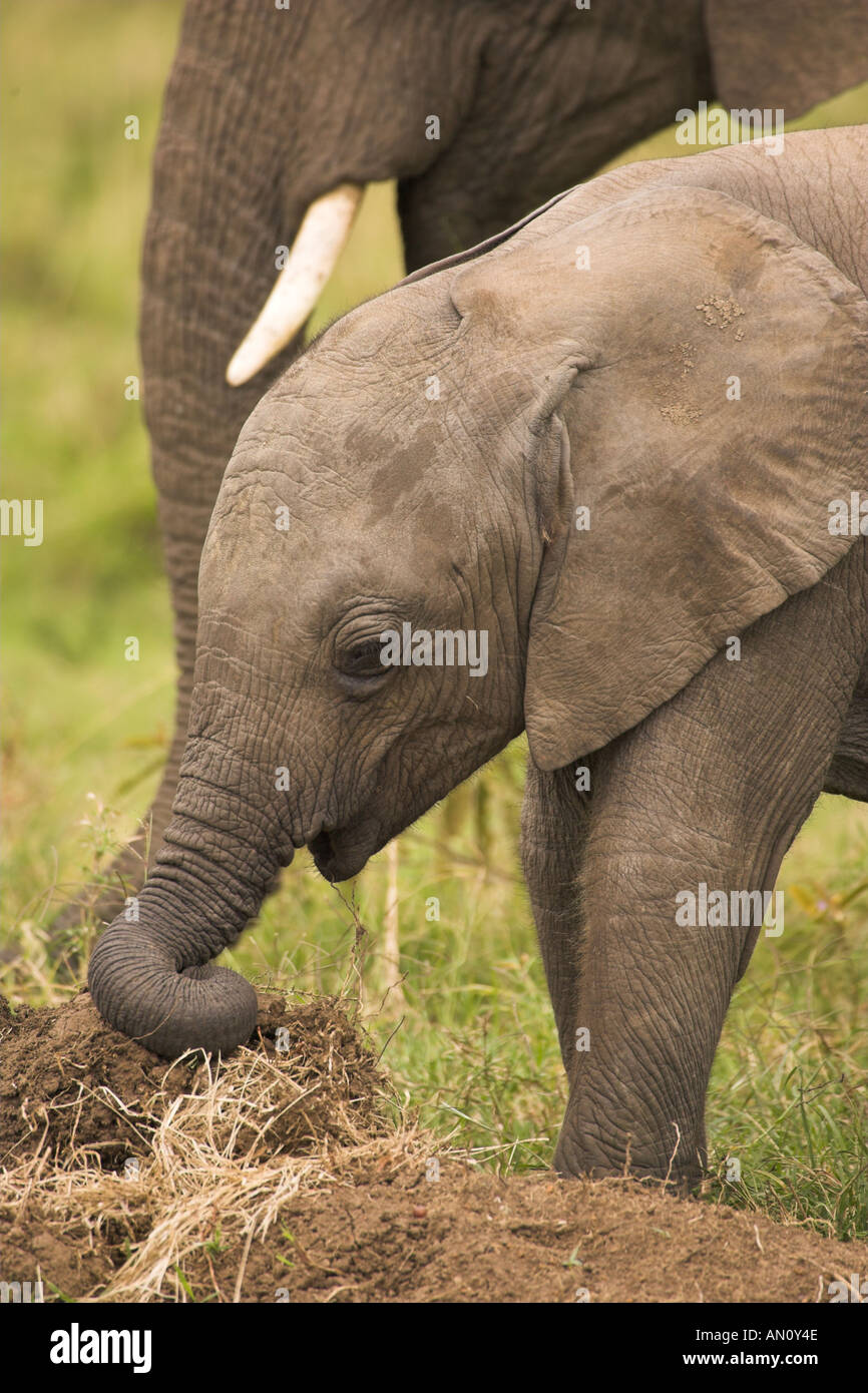 Adolescent elephants hi-res stock photography and images - Alamy