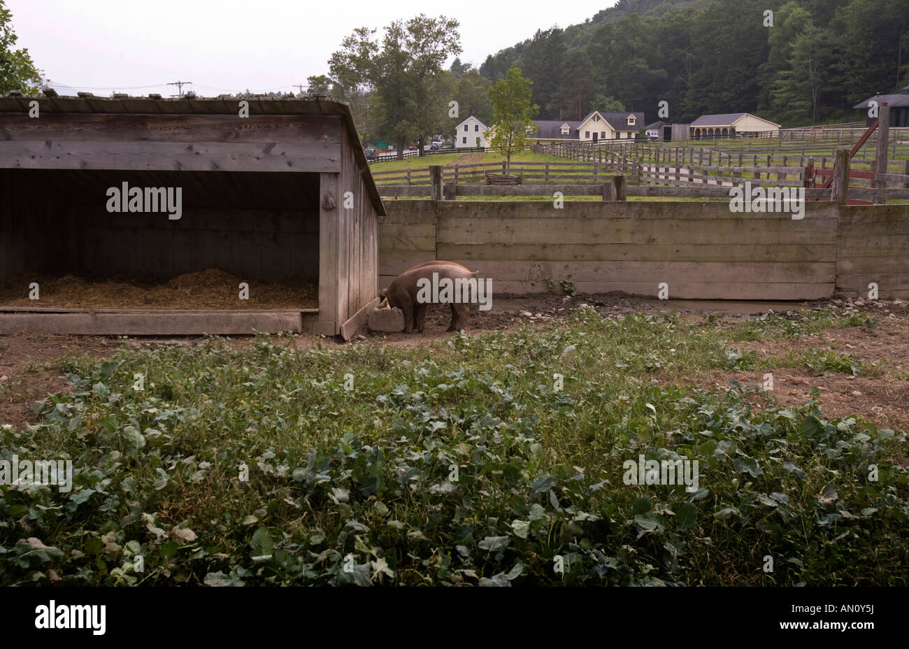 Pigpen farm hi-res stock photography and images - Alamy