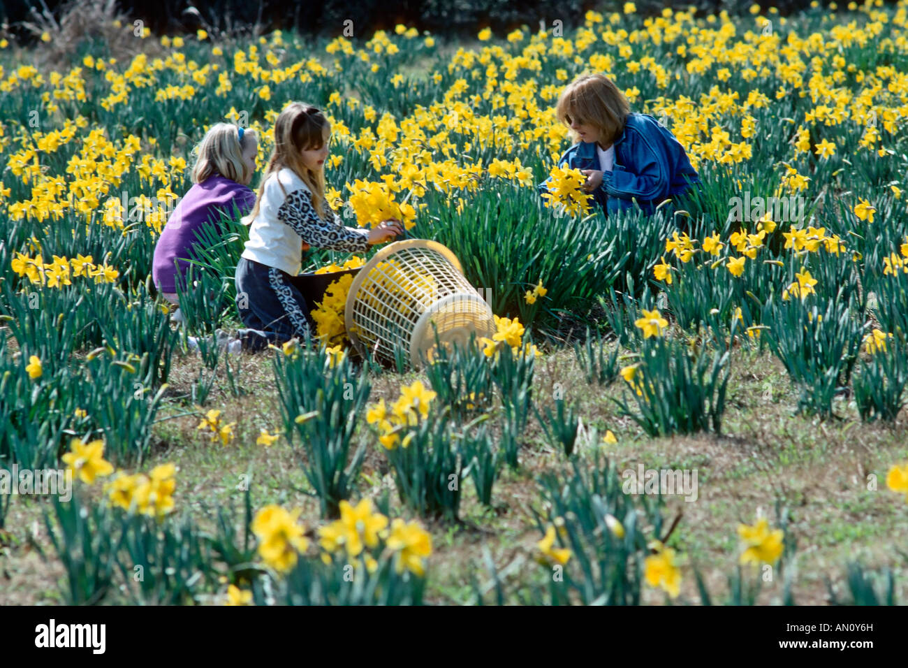Young girls in field of yellow daffodils USA Stock Photo - Alamy