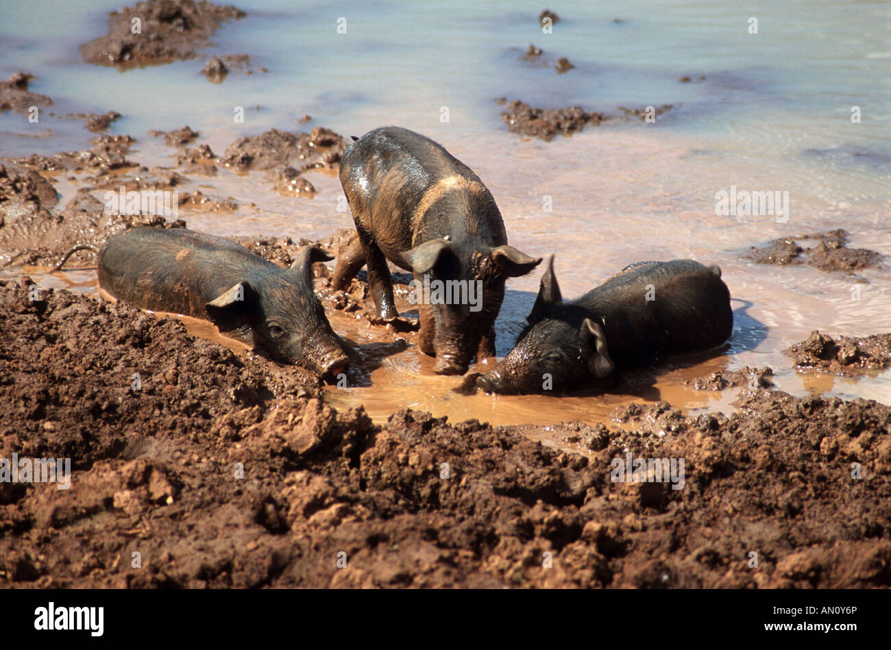 Pigs Wallowing In Mud Stock Photos & Pigs Wallowing In Mud Stock Images ...