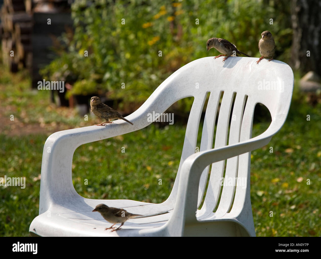 Birds perched on a chair Stock Photo - Alamy