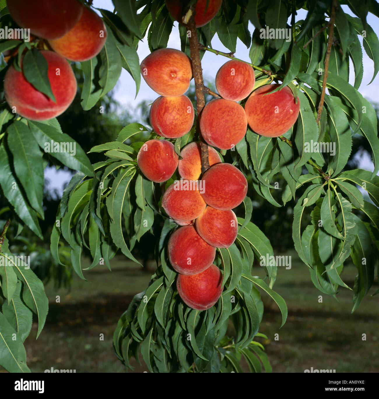 GOLD PRINCE PEACHES GEORGIA Stock Photo - Alamy