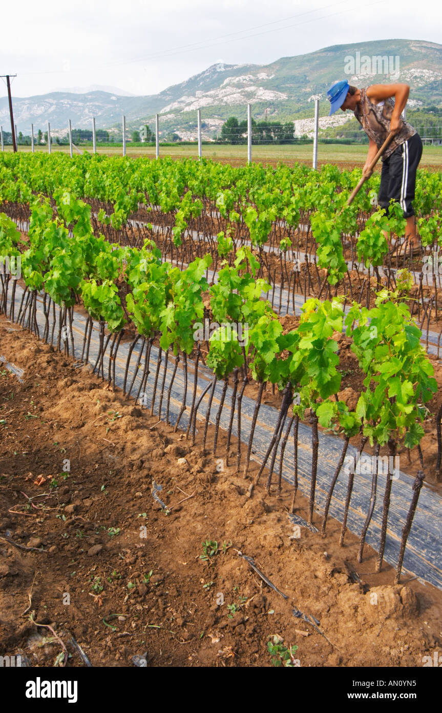 Perspective view over the plantation along the rows of young vines ...