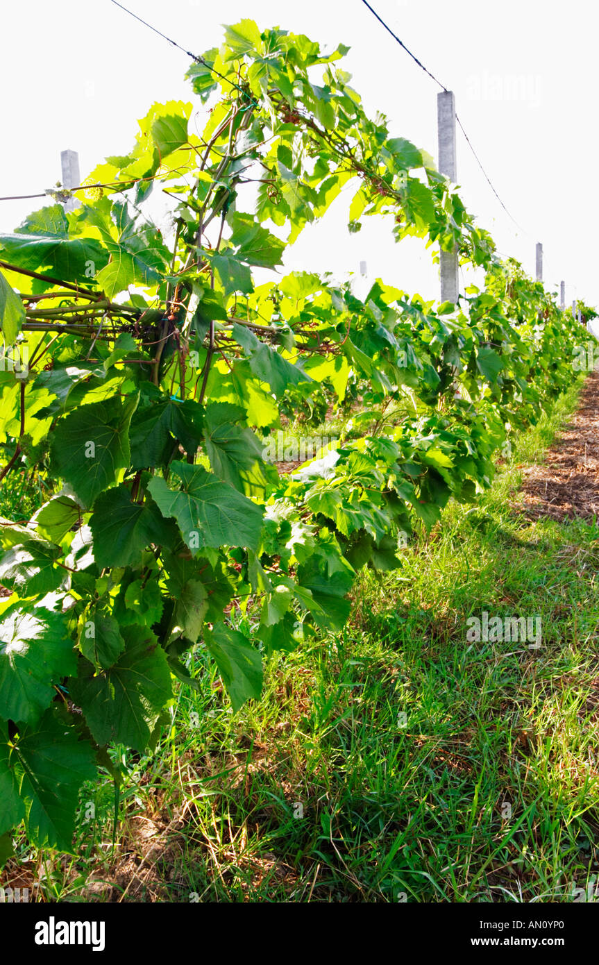 Cuttings cutting vitis vinifera hi-res stock photography and images - Alamy