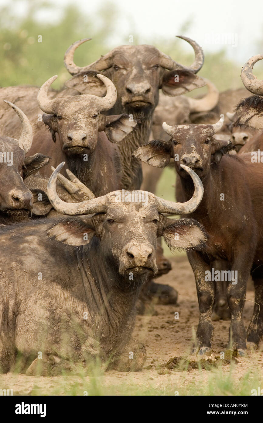 Buffalo syncerus caffer ishasha hi-res stock photography and images - Alamy