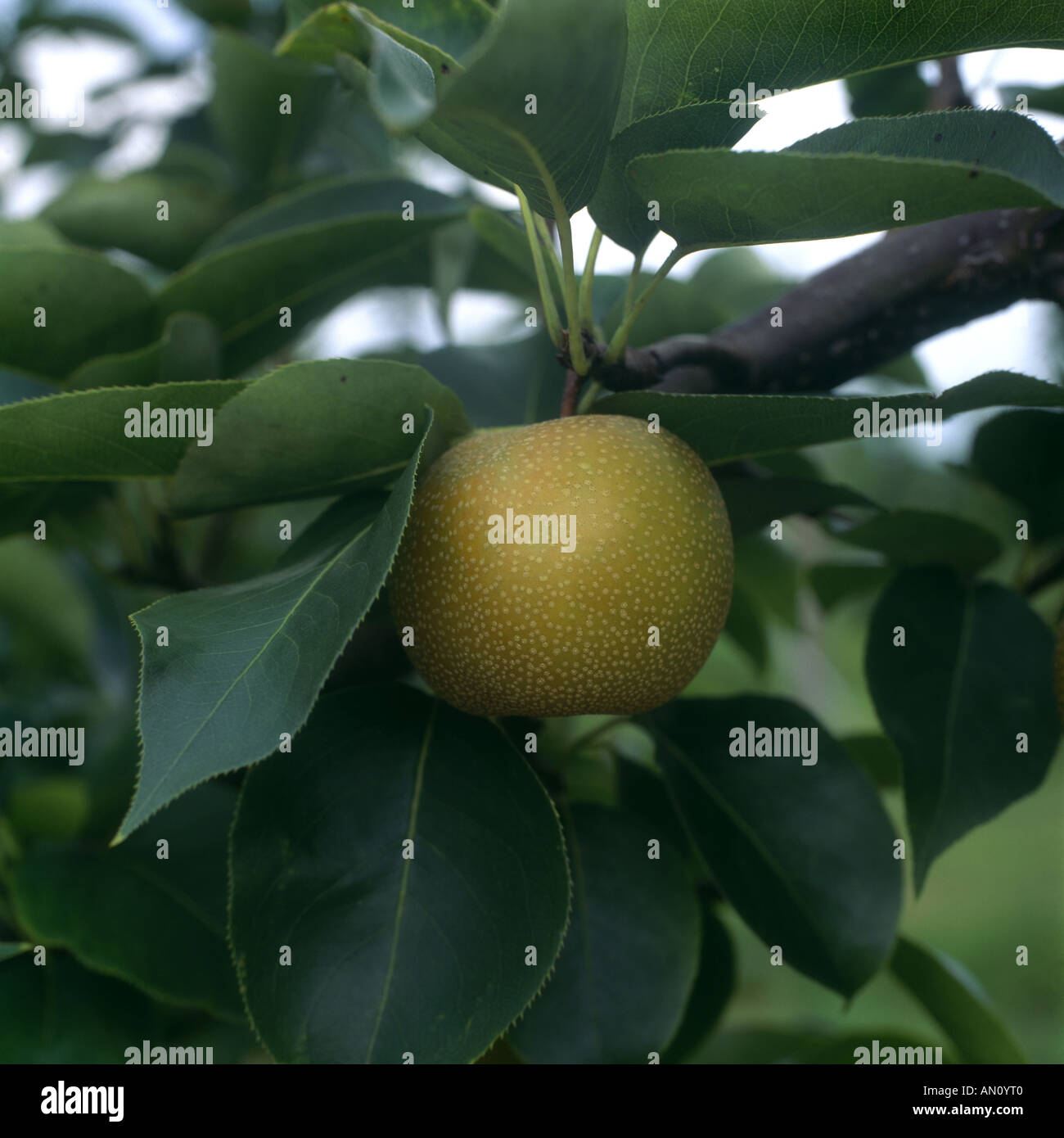 Asian pear tree leaves hi-res stock photography and images - Alamy
