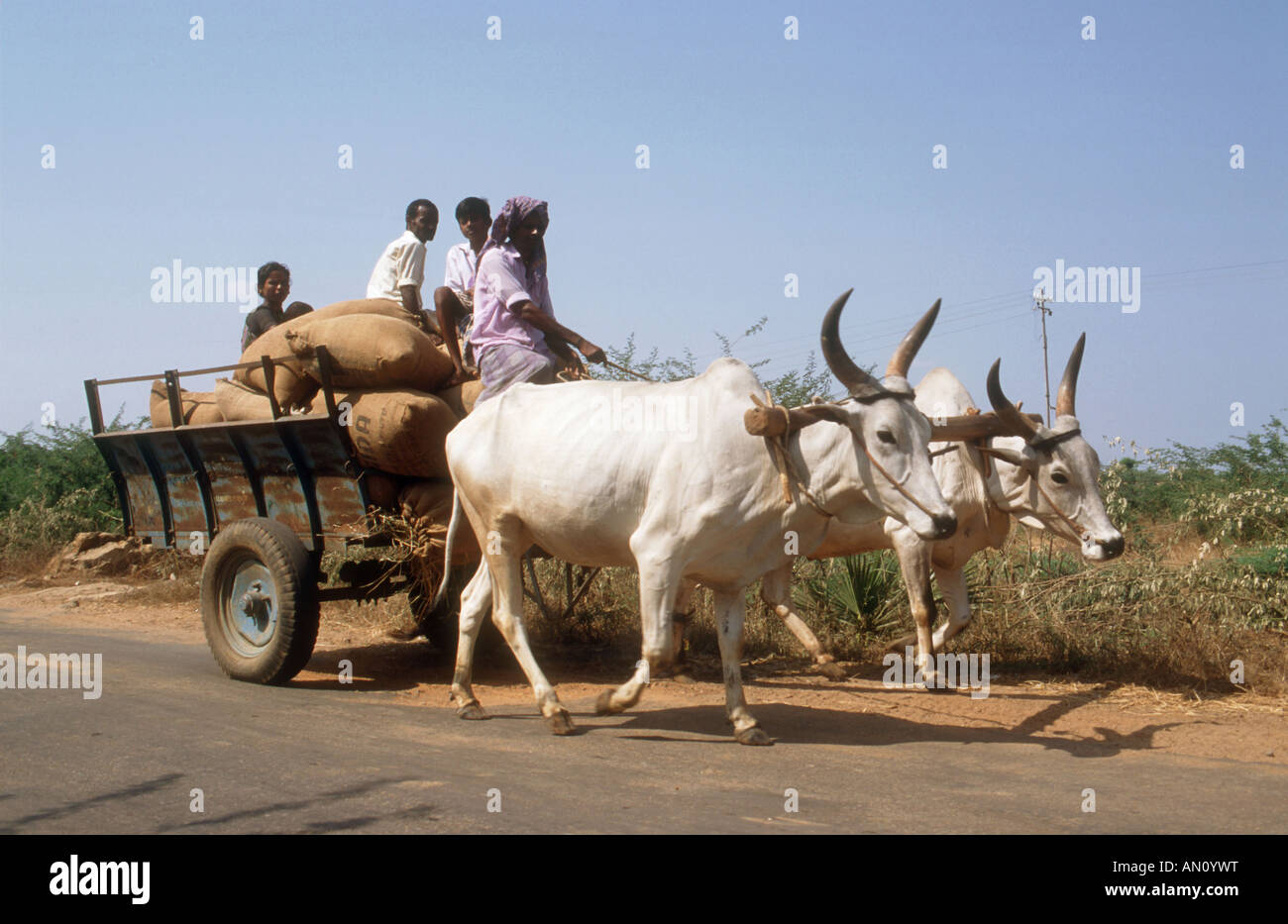 Two white oxen pulling a cart full of people and sacks.India Stock ...