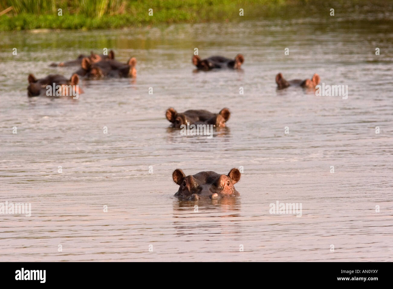 family group, Hippopotamus amphibius Stock Photo - Alamy