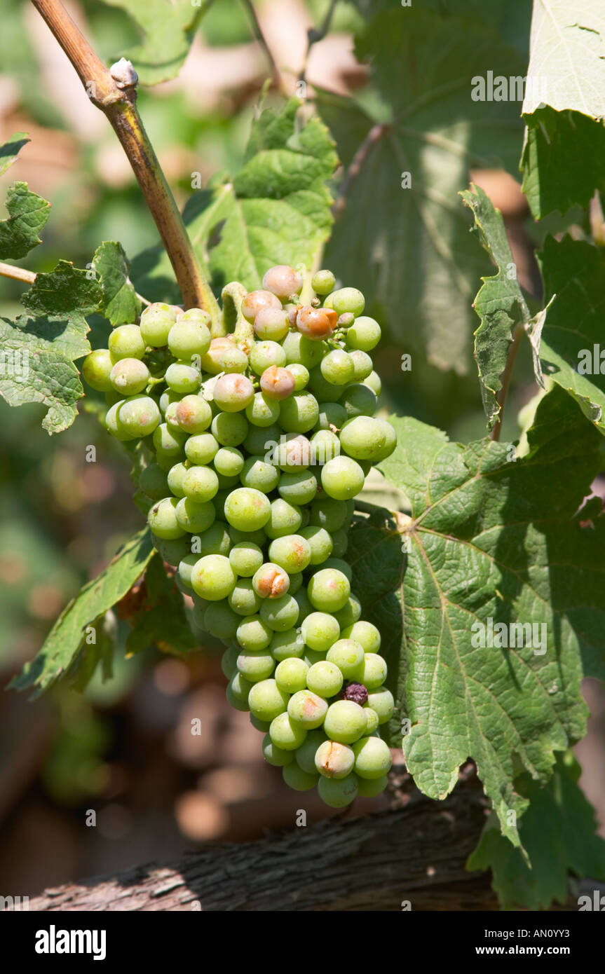 Cobo winery hi-res stock photography and images - Alamy
