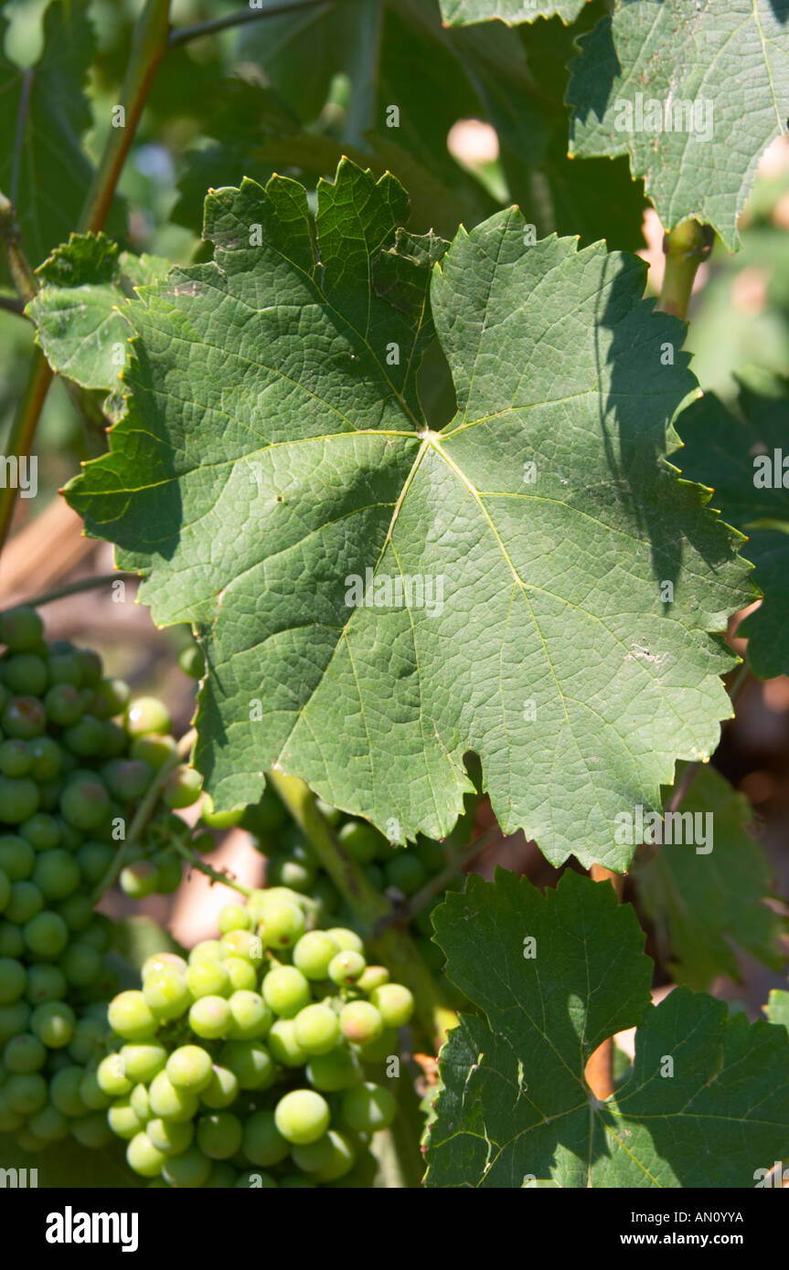 Grape bunch of the local grape variety Shesh. a vine leaf. Cobo winery ...