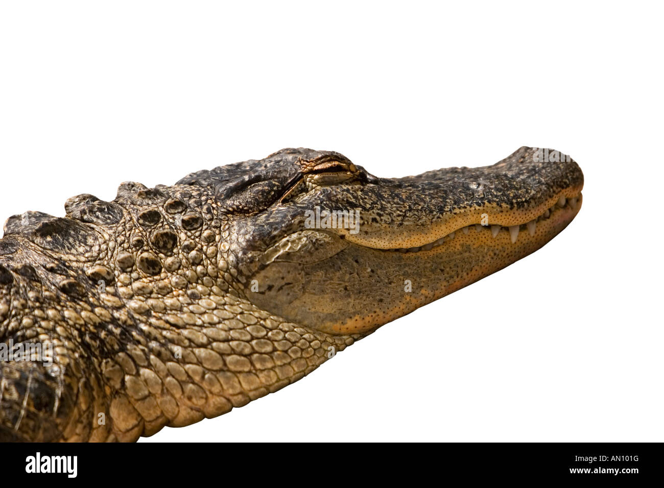 Cold blooded gator hi-res stock photography and images - Alamy