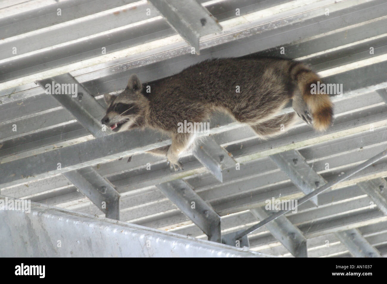 Miami Florida,Tropical Park,raccoon,coon,wildlife,Procyon lotor,stuck ...