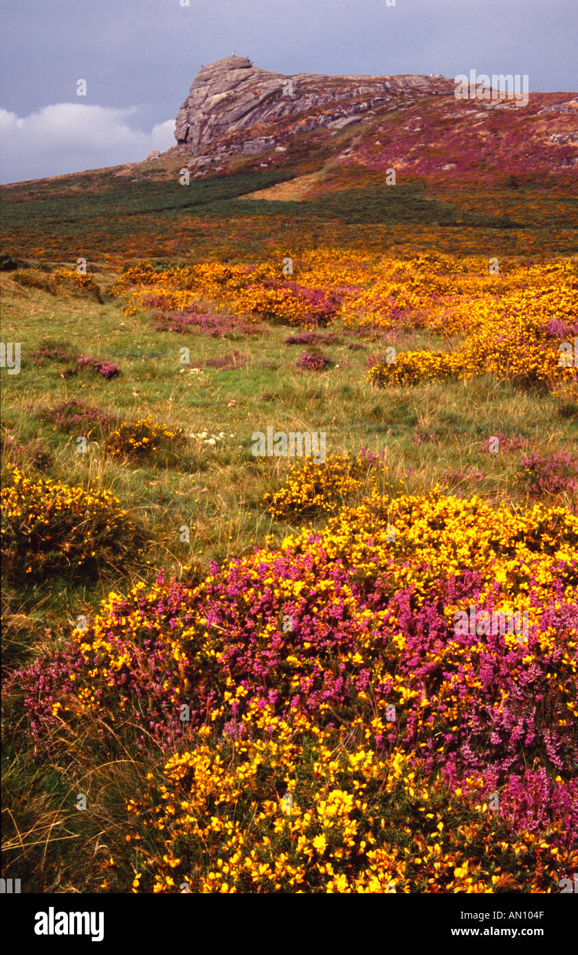 Devon flora and fauna hi-res stock photography and images - Alamy
