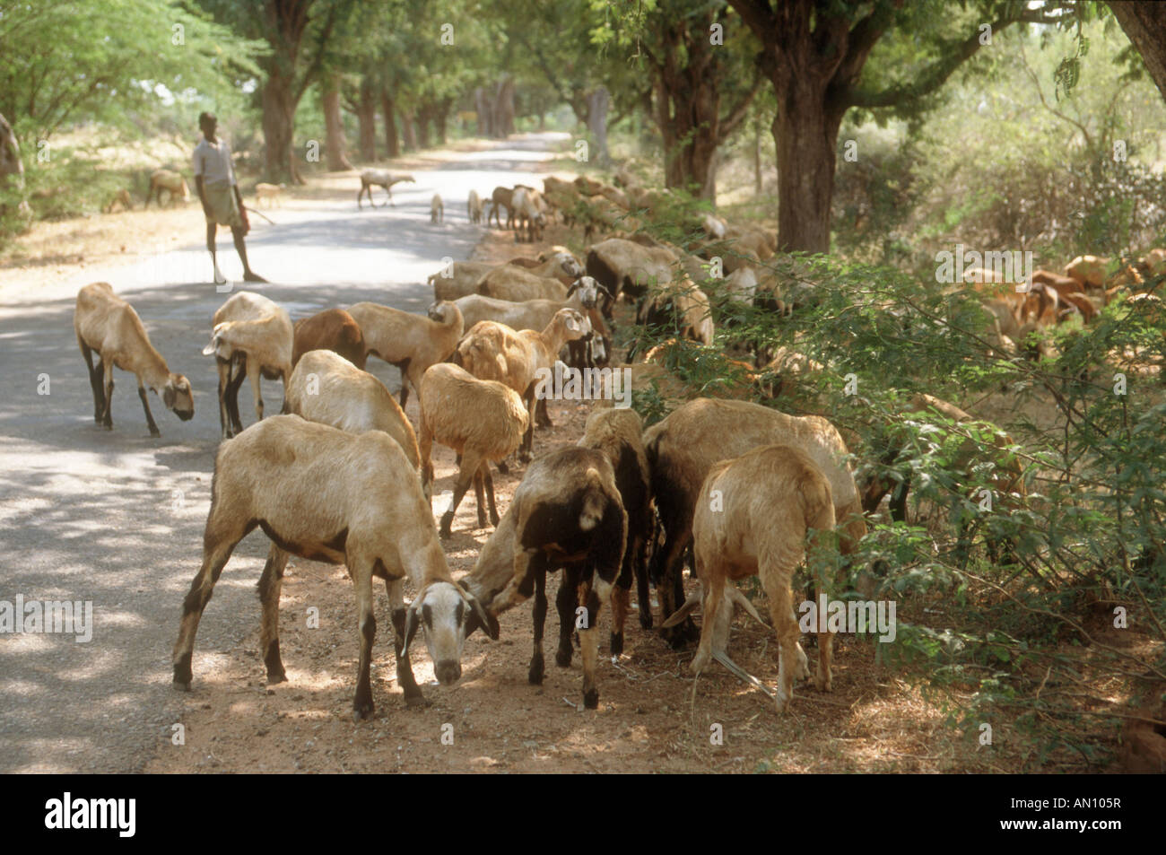 Indian boy herding goats hi-res stock photography and images - Alamy