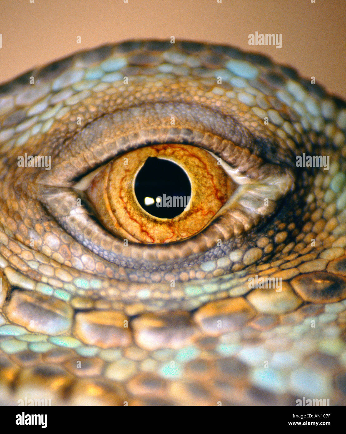 Eye of a Green Iguana Stock Photo - Alamy