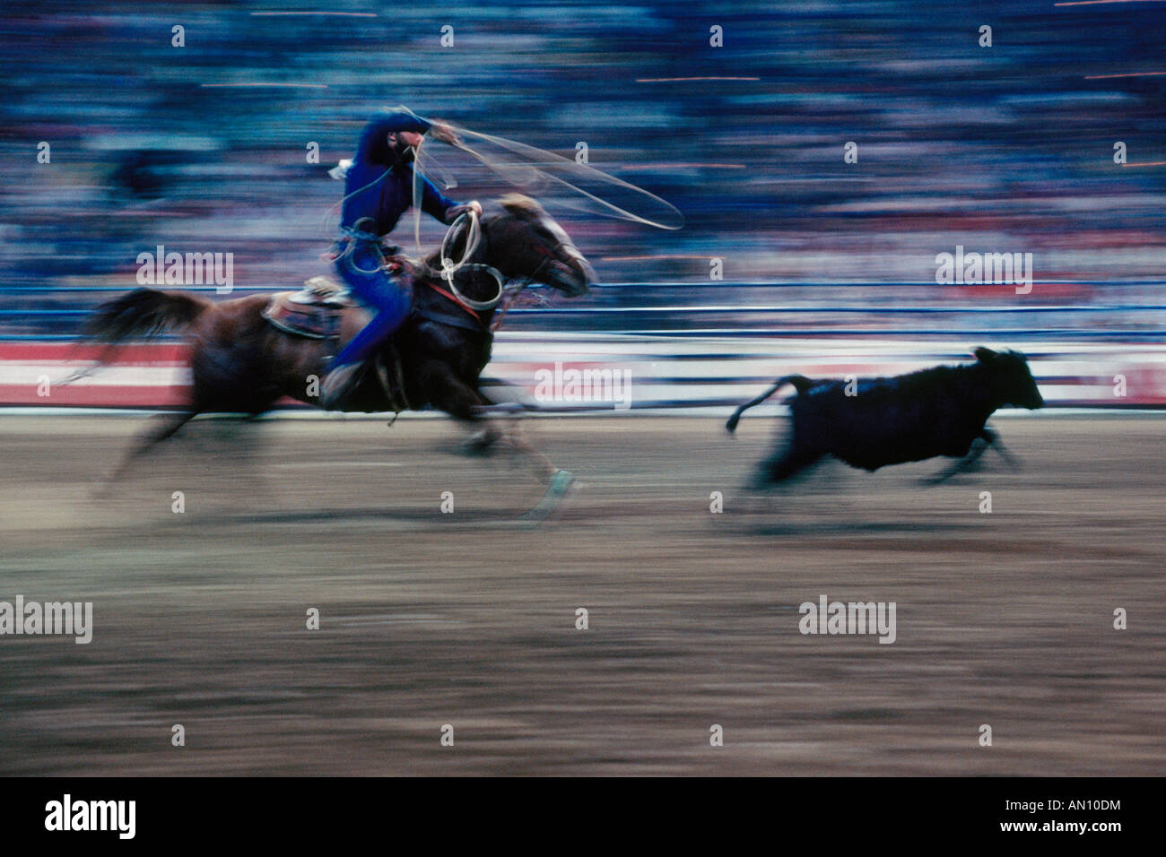 Calf roping at a rodeo USA Stock Photo - Alamy
