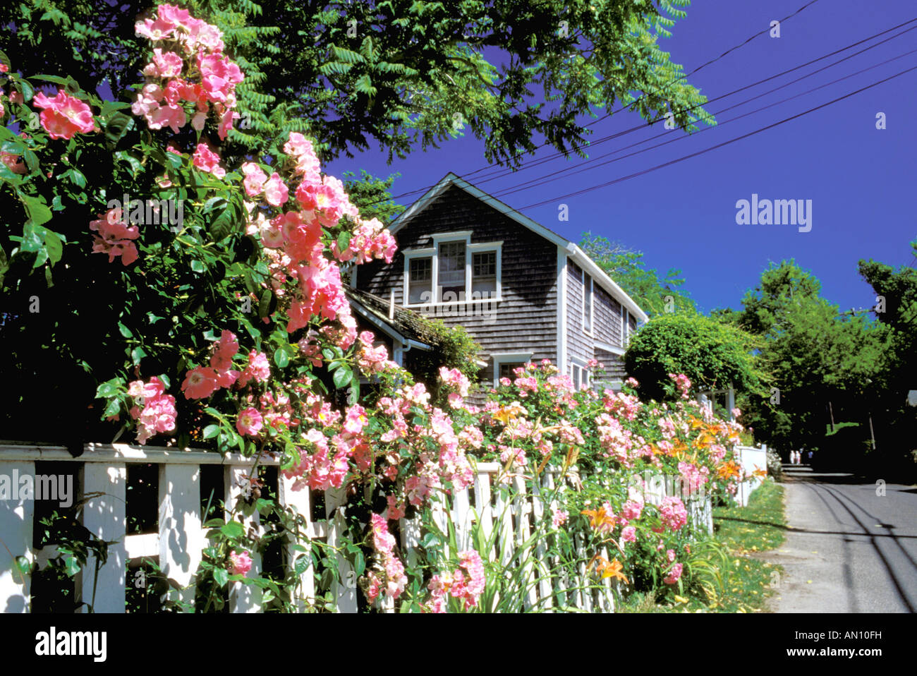 North America, USA, Massachusetts, Nantucket Island, Siasconset. Summer ...