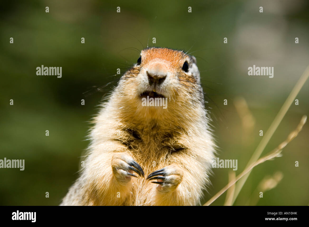 Columbia Ground Squirrel Stock Photo - Alamy