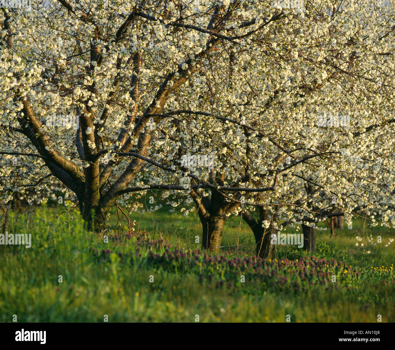 Spring grove pennsylvania hi-res stock photography and images - Alamy