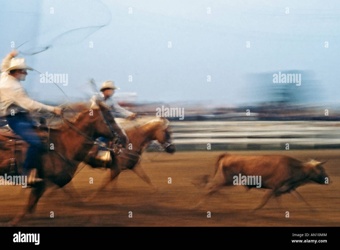 Calf roping at a rodeo USA Stock Photo - Alamy