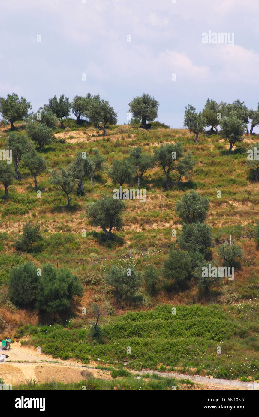 Hillside with olive trees. Berat lower town. Albania, Balkan, Europe ...