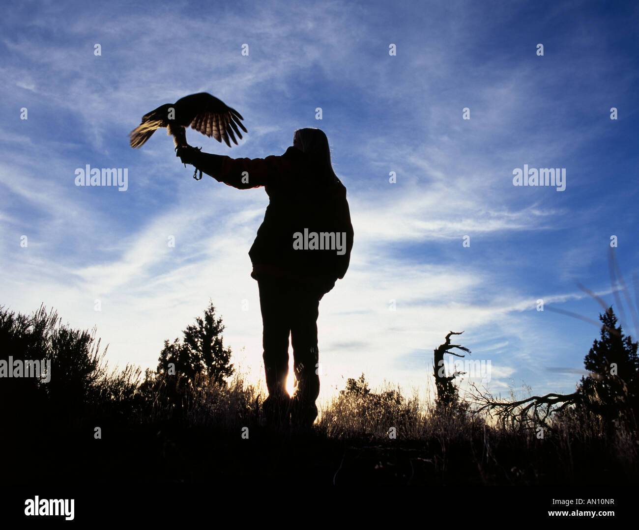 A falconer flies her red tailed hawk on a rabbit hunt in the high ...