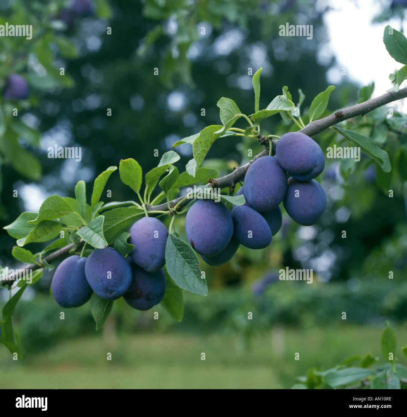 Stanley plum hi-res stock photography and images - Alamy