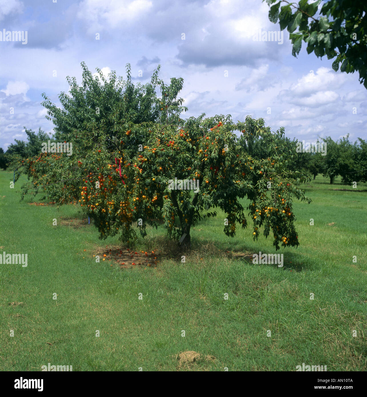 Goose plum tree hi-res stock photography and images - Alamy