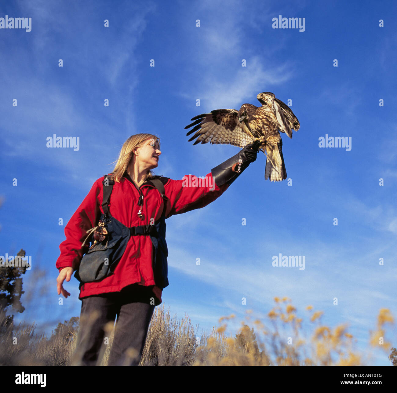 A falconer flies her red tailed hawk on a rabbit hunt in the high ...