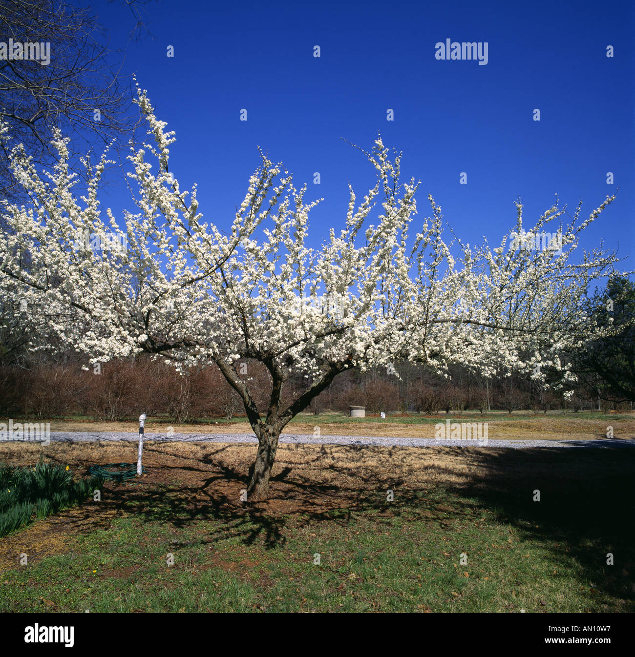 Georgia plum orchard hi-res stock photography and images - Alamy