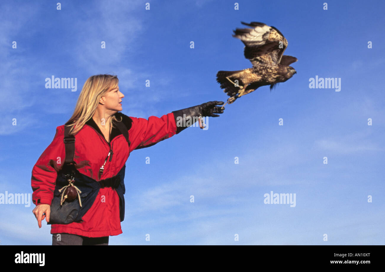 A falconer flies her red tailed hawk on a rabbit hunt in the high ...