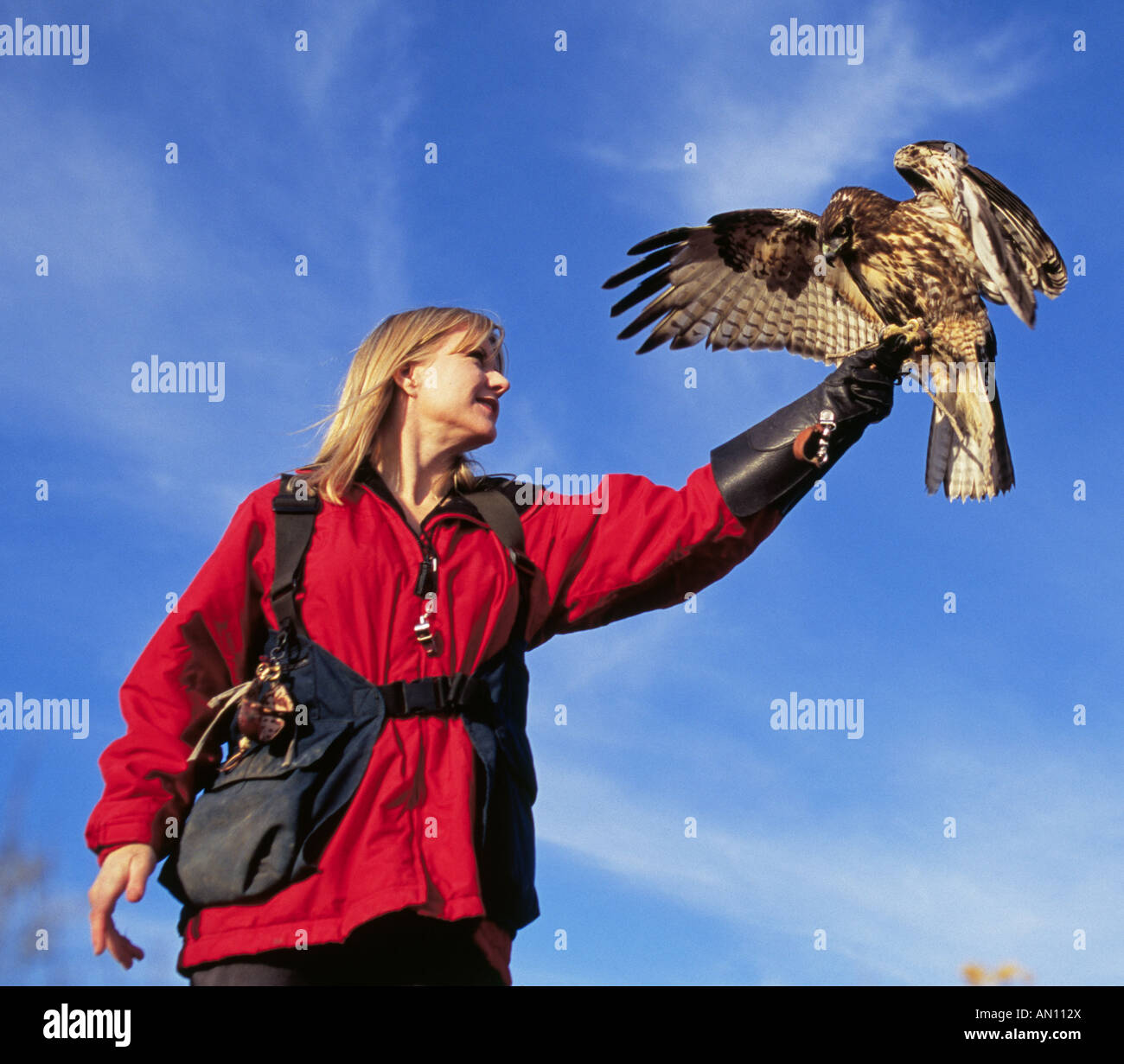 A falconer flies her red tailed hawk on a rabbit hunt in the high ...