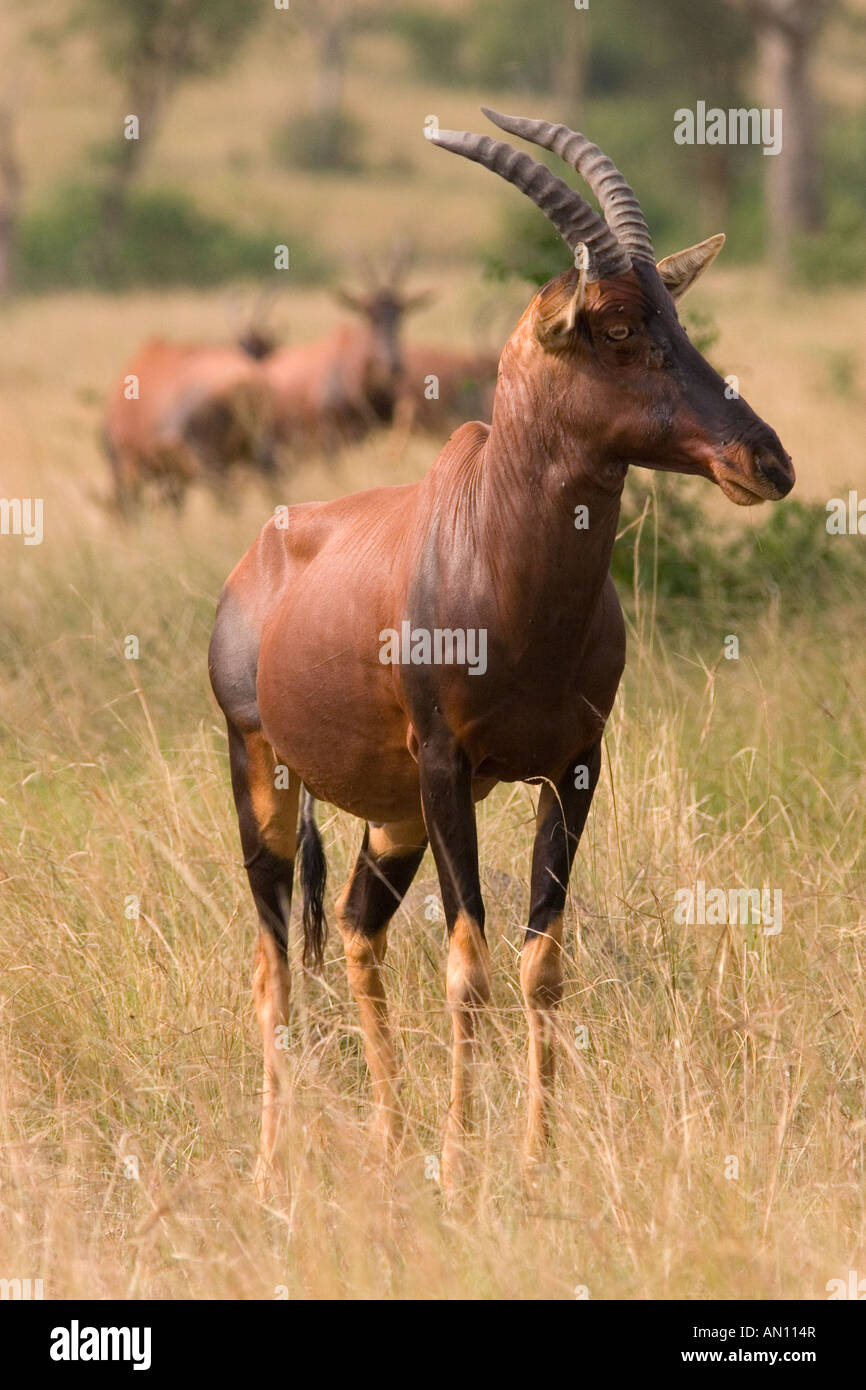 Topi male, Damaliscus lunatus Stock Photo - Alamy